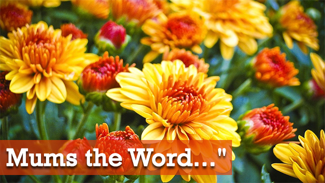 Mums the Word | Kristi's Morning Devotional