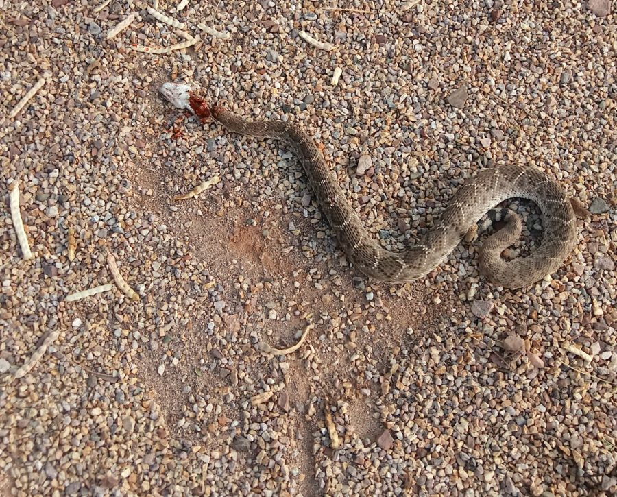 Step on Snakes | Kristi's Morning Devotional