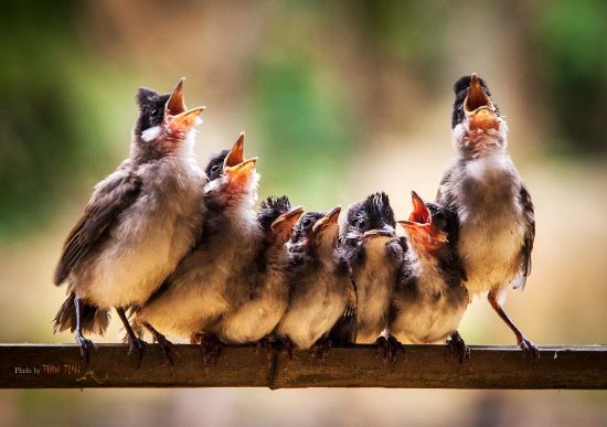 When Birds Sing | Kristi's Morning Devotional