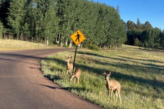 A Harmonious Outcome | Kristi's Morning Devotional