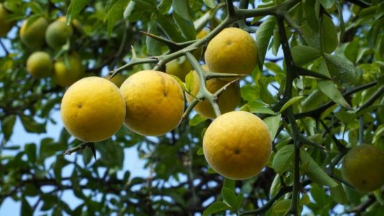 Bitter Fruit | Kristi's Morning Devotional