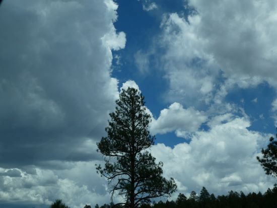 Follow the Cloud | Kristi's Morning Devotional