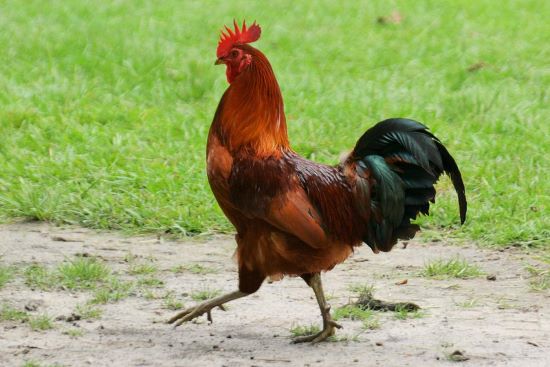 Strutting Roosters | Kristi's Morning Devotional